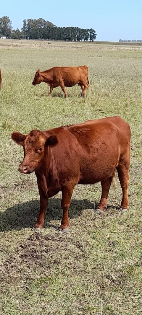 Carga animal en campos de cría - Informe Ganadero