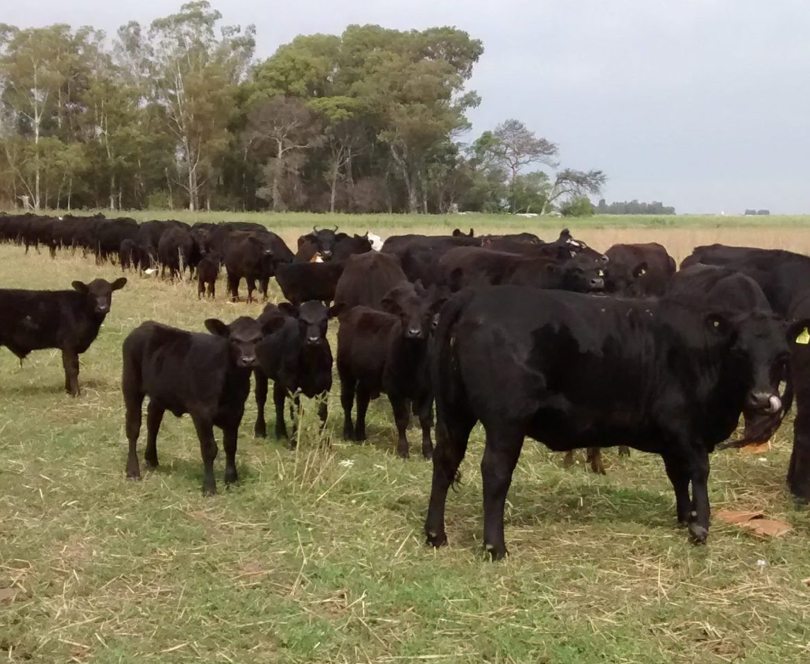 10 kg de novillo por vaca inseminada - Informe Ganadero